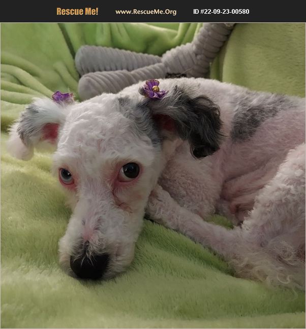 ADOPT 22092300580 ~ Poodle Rescue ~ Fort Myers Beach, FL