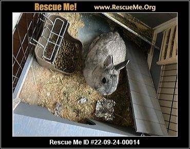 - New Jersey Rabbit Rescue - ADOPTIONS - Rescue Me!