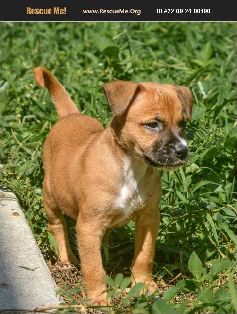 ADOPT 22092400190 ~ Vizsla Rescue ~ Fort Myers, FL