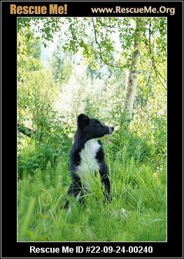 - Alaska Dog Rescue - ADOPTIONS - Rescue Me!
