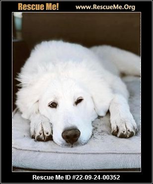 - Colorado Great Pyrenees Rescue - ADOPTIONS - Rescue Me!