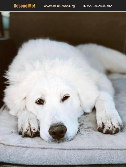 ADOPT 22092400352 ~ Great Pyrenees Rescue ~ Boulder, CO