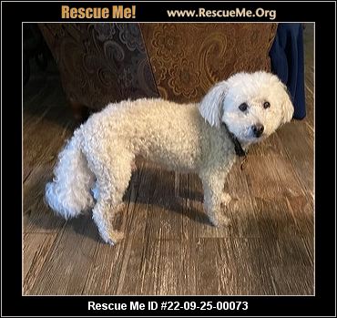 - Texas Bichon Frise Rescue - ADOPTIONS - Rescue Me!