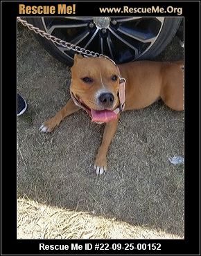 - Arkansas Dog Rescue - ADOPTIONS - Rescue Me!