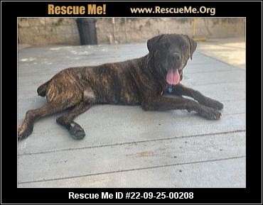 - California Mastiff Rescue - ADOPTIONS - Rescue Me!