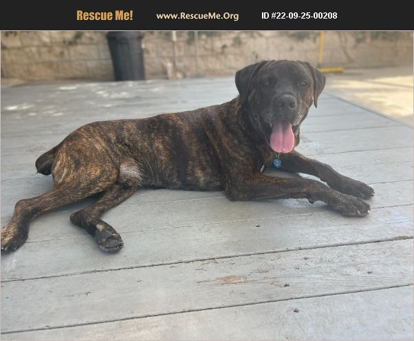 ADOPT 22092500208 ~ Mastiff Rescue ~ Encino, CA