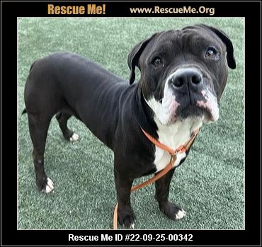 - California American Bulldog Rescue - ADOPTIONS - Rescue Me!