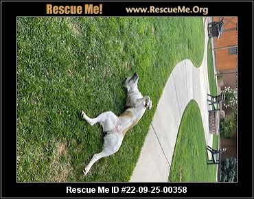 - Utah Dog Rescue - ADOPTIONS - Rescue Me!