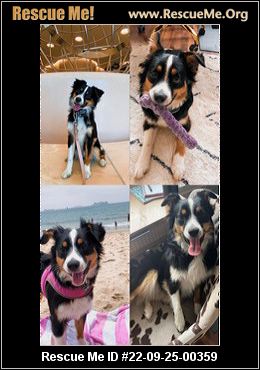 - California Australian Shepherd Rescue - ADOPTIONS - Rescue Me!