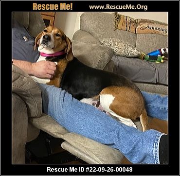 - Tennessee Treeing Walker Coonhound Rescue - ADOPTIONS - Rescue Me!