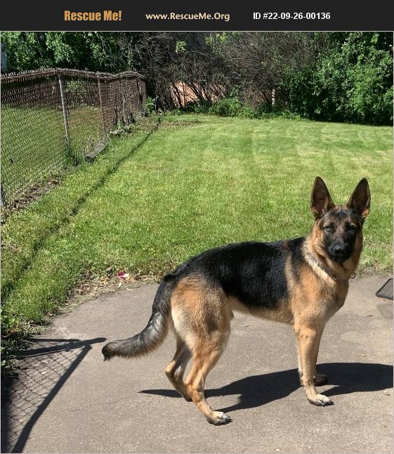 ADOPT 22092600136 ~ German Shepherd Rescue ~ CAROL STREAM, IL