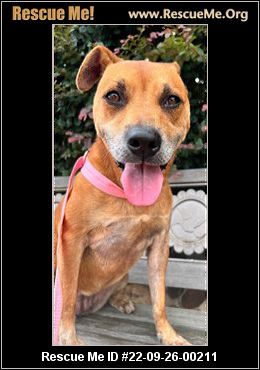 - South Carolina Dog Rescue - ADOPTIONS - Rescue Me!