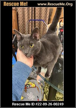 - Virginia Cat Rescue - ADOPTIONS - Rescue Me!