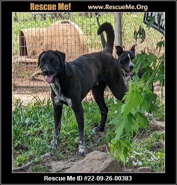 - Tennessee Mountain Cur Rescue - ADOPTIONS - Rescue Me!