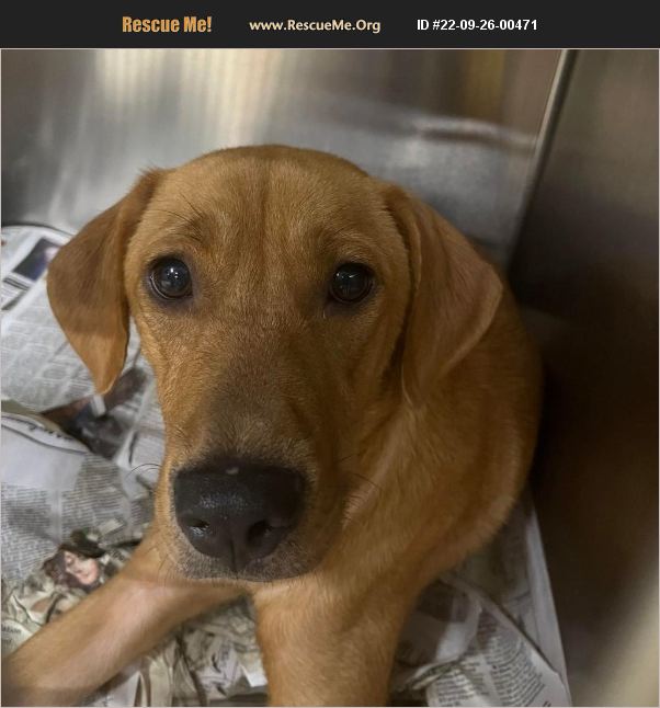 ADOPT 22092600471 ~ Lab Rescue ~ Bethel, CT