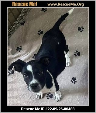 - Iowa Dog Rescue - ADOPTIONS - Rescue Me!