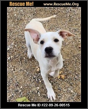 - Iowa Dog Rescue - ADOPTIONS - Rescue Me!