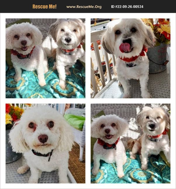 ADOPT 22092600534 ~ Poodle Rescue ~ New Oxford, PA