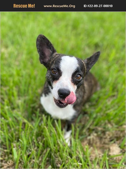 ADOPT 22092700010 ~ Corgi Rescue ~ AMARILLO, TX