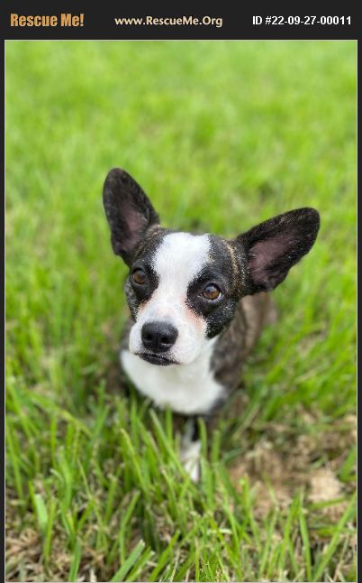 ADOPT 22092700011 ~ Boston Terrier Rescue ~ AMARILLO, TX
