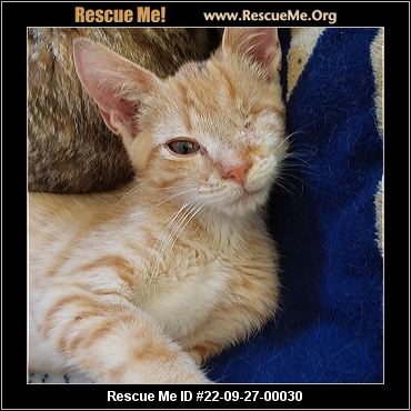 - Wisconsin Cat Rescue - ADOPTIONS - Rescue Me!