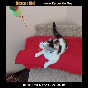 - Wisconsin Cat Rescue - ADOPTIONS - Rescue Me!