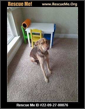 - Florida Lab Rescue - ADOPTIONS - Rescue Me!