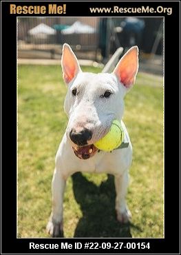 - California Bull Terrier Rescue - ADOPTIONS - Rescue Me!