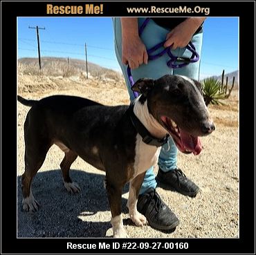 - California Bull Terrier Rescue - ADOPTIONS - Rescue Me!