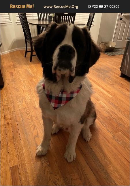 ADOPT 22092700209 ~ Saint Bernard Rescue ~ Westminster, CO