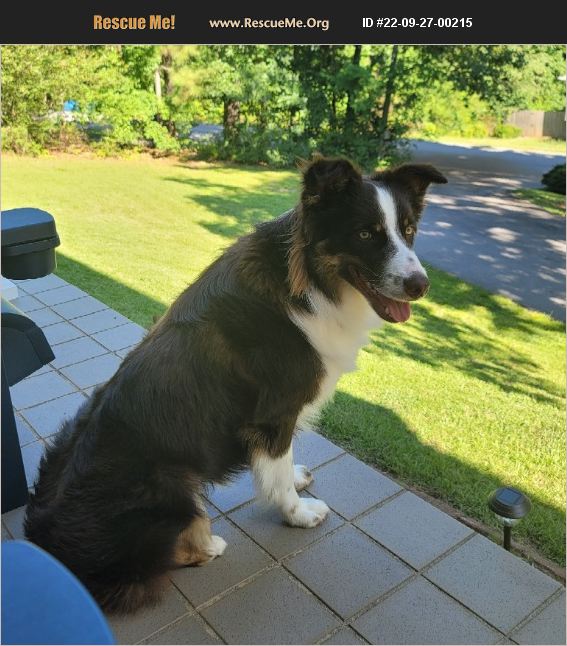ADOPT 22092700215 ~ Australian Shepherd Rescue ~ Jacksonville, AL