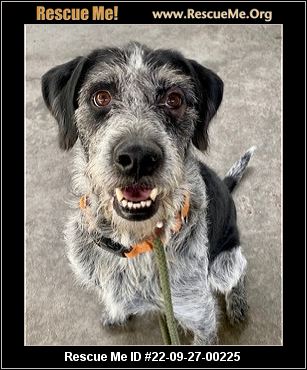 - Utah Dog Rescue - ADOPTIONS - Rescue Me!