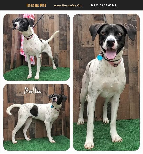 ADOPT 22092700249 ~ German Shorthaired Pointer Rescue ~ Williston, VT