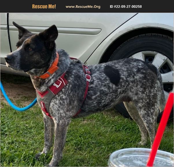 ADOPT 22092700258 ~ Australian Cattle Dog Rescue ~ Springfield, MO