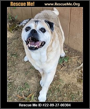 - Pennsylvania Pug Rescue - ADOPTIONS - Rescue Me!