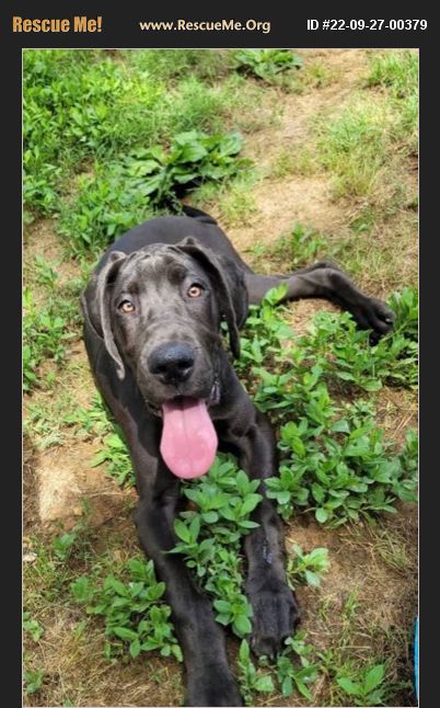 ADOPT 22092700379 ~ Great Dane Rescue ~ Huntsville, AL