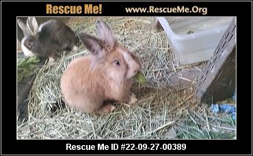 - Washington Rabbit Rescue - ADOPTIONS - Rescue Me!