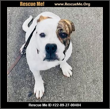 - California Bulldog Rescue - ADOPTIONS - Rescue Me!