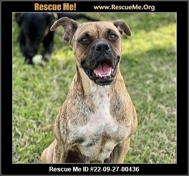 - Texas Boxer Rescue - ADOPTIONS - Rescue Me!