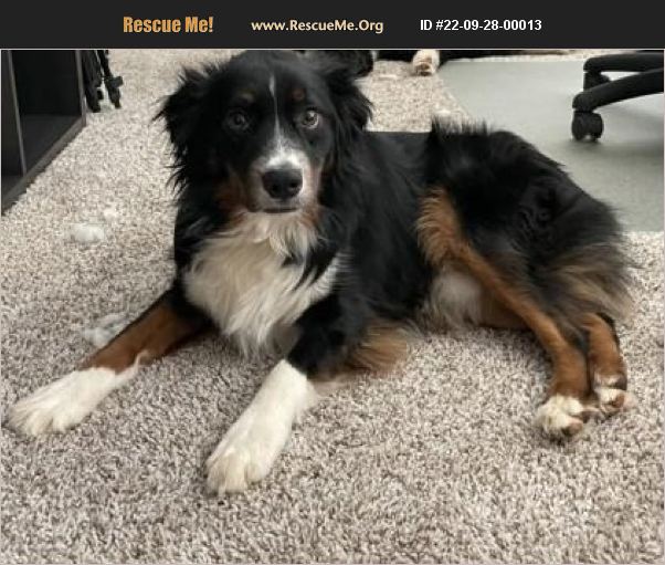 ADOPT 22092800013 ~ Australian Shepherd Rescue ~ Seattle, WA