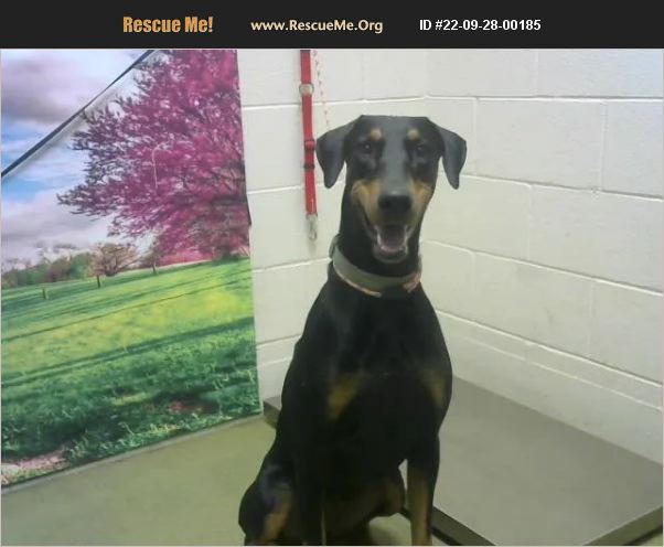 ADOPT 22092800185 ~ Doberman Pinscher Rescue ~ Moreno Valley, CA