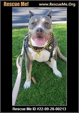 - California American Bulldog Rescue - ADOPTIONS - Rescue Me!