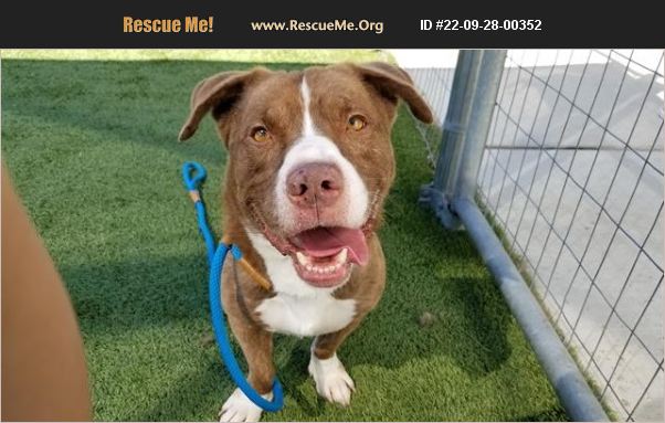 ADOPT 22092800352 ~ Pit Bull Rescue ~ Houston, TX