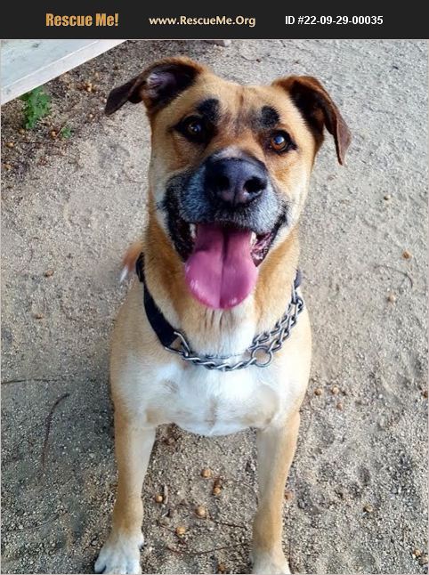 ADOPT 22092900035 ~ Mastiff Rescue ~ Van Nuys, CA