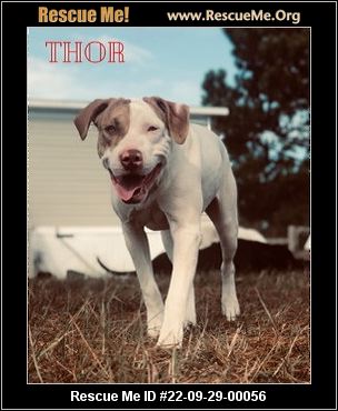 - Georgia American Bulldog Rescue - ADOPTIONS - Rescue Me!