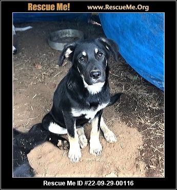 - United Kingdom Dog Rescue - ADOPTIONS - Rescue Me!