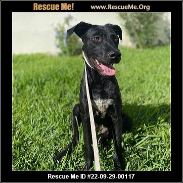 - California Lab Rescue - ADOPTIONS - Rescue Me!