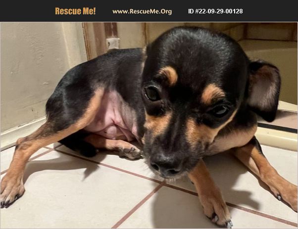 ADOPT 22092900128 ~ Miniature Pinscher Rescue ~ la mesa, CA