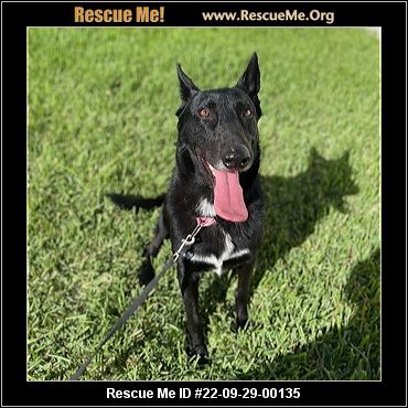 - California Dutch Shepherd Rescue - ADOPTIONS - Rescue Me!
