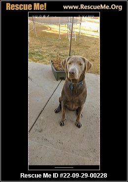 - Colorado Lab Rescue - ADOPTIONS - Rescue Me!